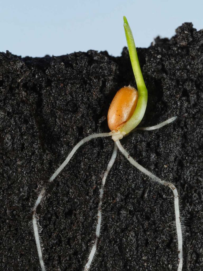 Ce fertilizanti adaugam la tratamentul semintei de cereale paioase ...