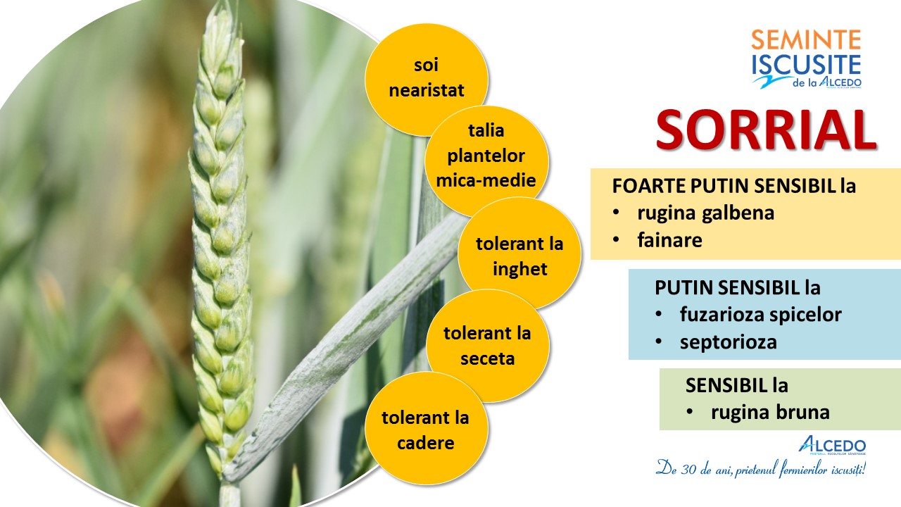 SORRIAL – soi iscusit de grau, cu calitati superioare in segmentul de ...