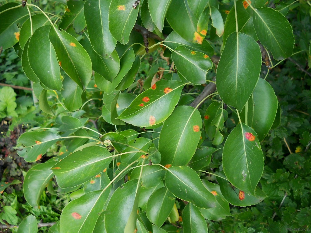 Atentie la patarea rosie a frunzelor de samburoase - ALCEDO